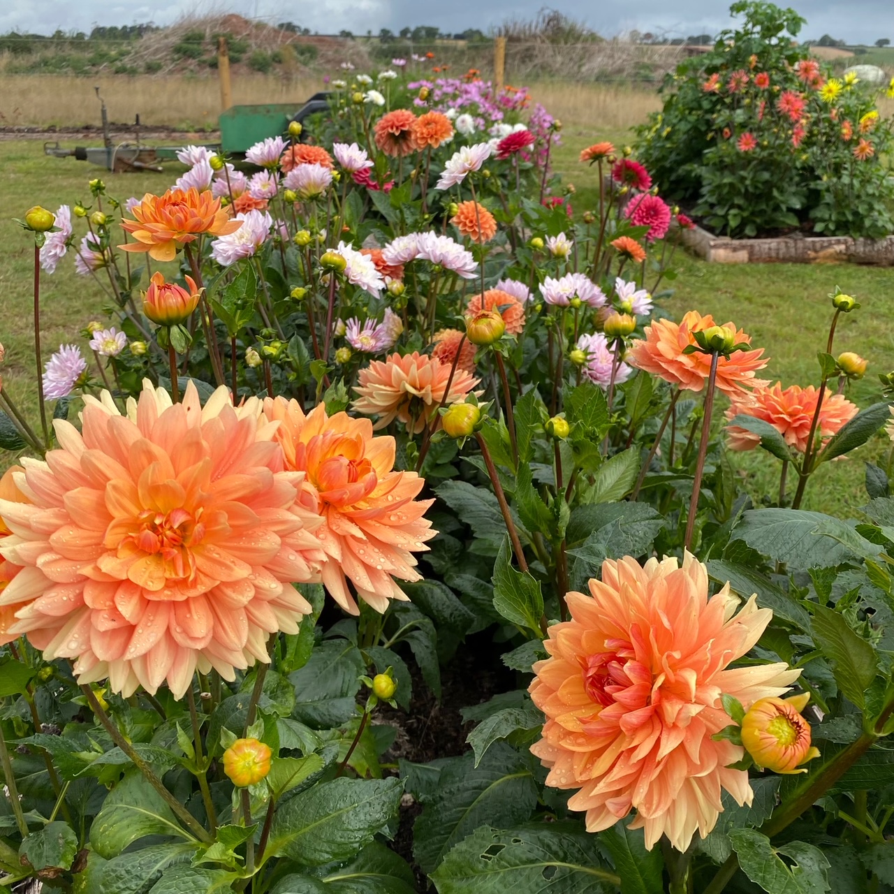 Gallery – Growing Well Garden