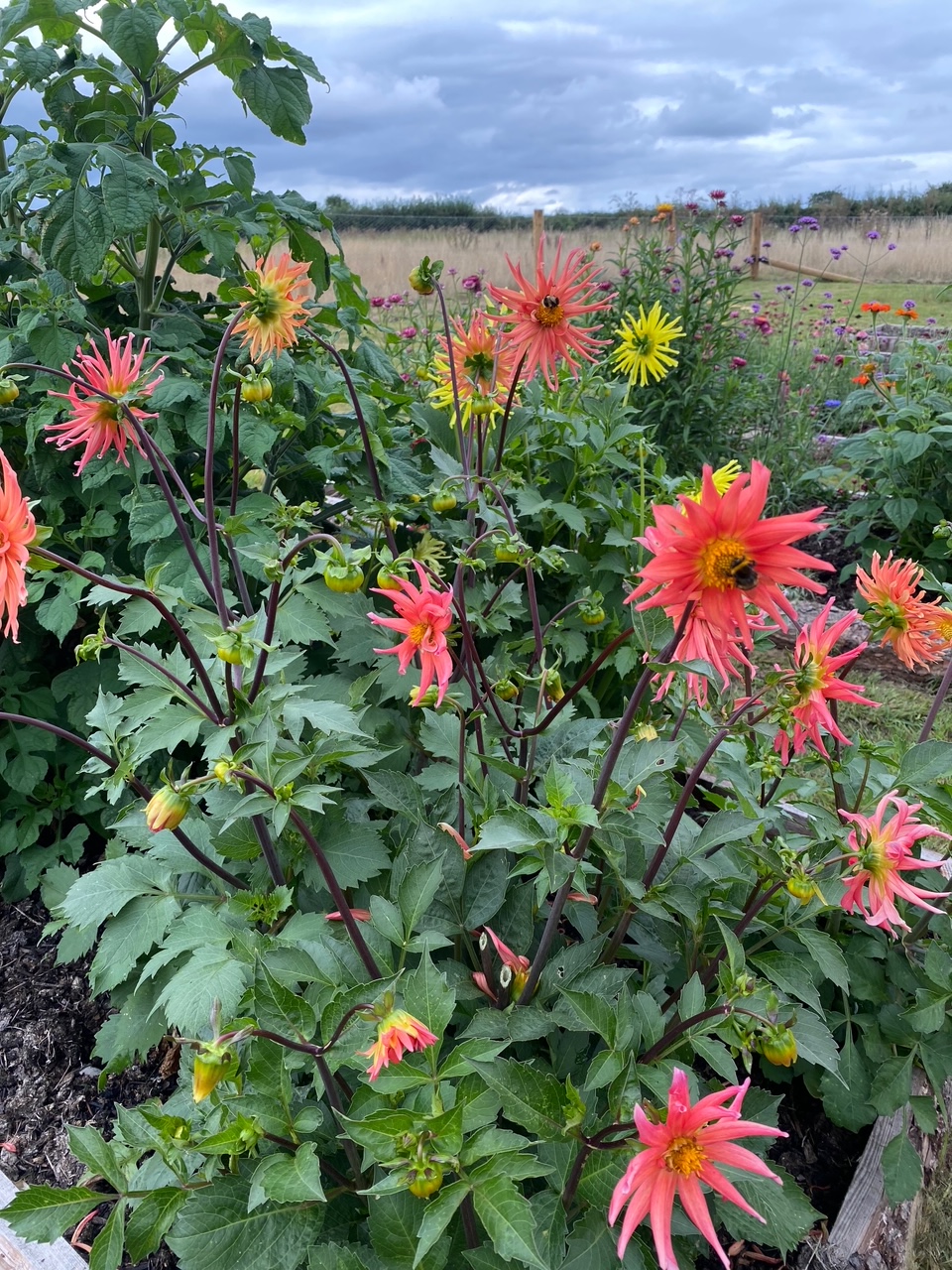 Gallery – Growing Well Garden